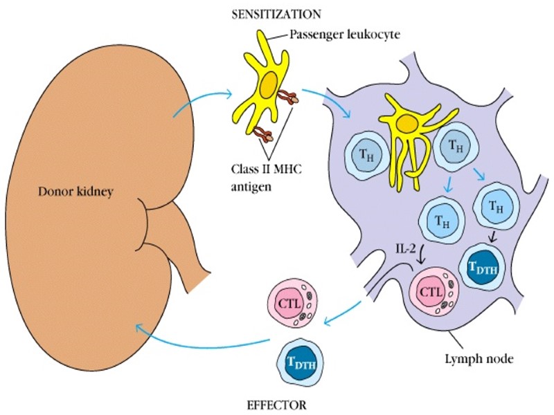 MAJOR HISTO-COMPATIBILITY TRANSPLANTATION OBJECTIVES HLA & MHC STRUCTURE