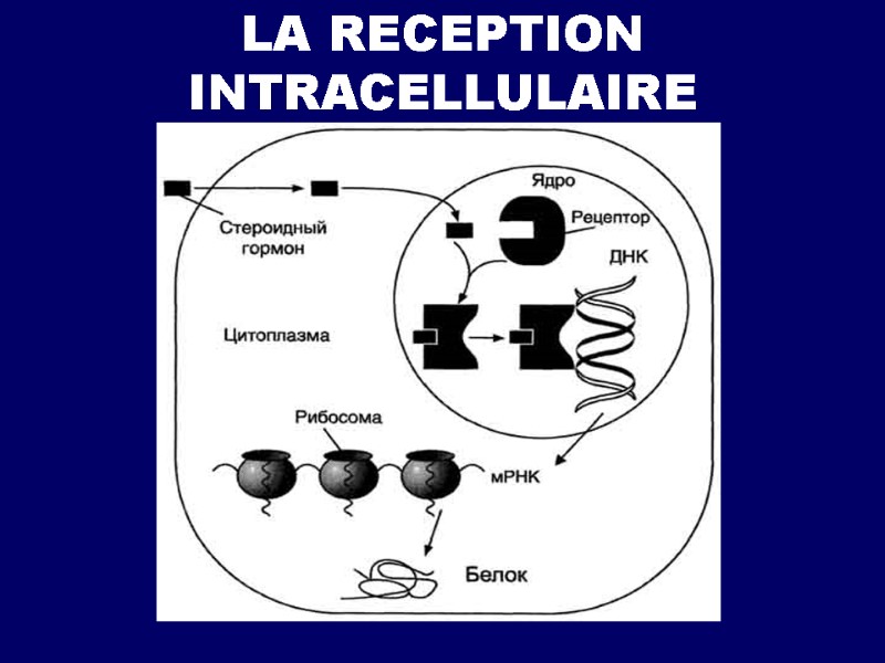 Les membranes biologiques. L’organisation structurale. La participation des