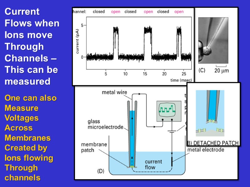 Lecture 7: Membrane Transport Essential Cell Biology Fourth