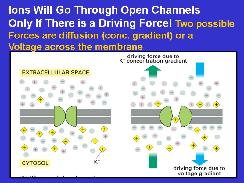 Lecture 7: Membrane Transport Essential Cell Biology Fourth