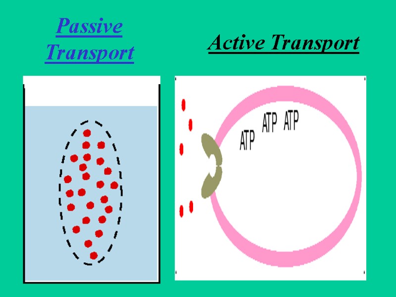 The Transport of Materials Across the Cell membrane
