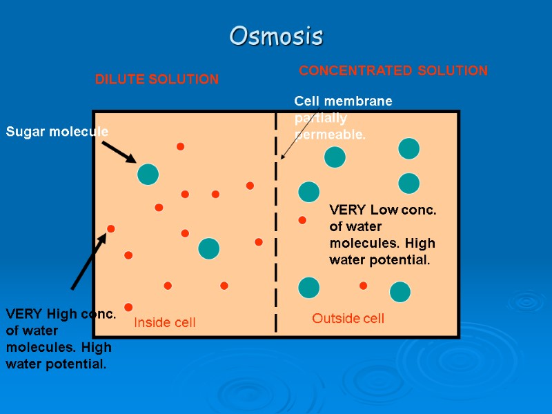 The Transport of Materials Across the Cell membrane