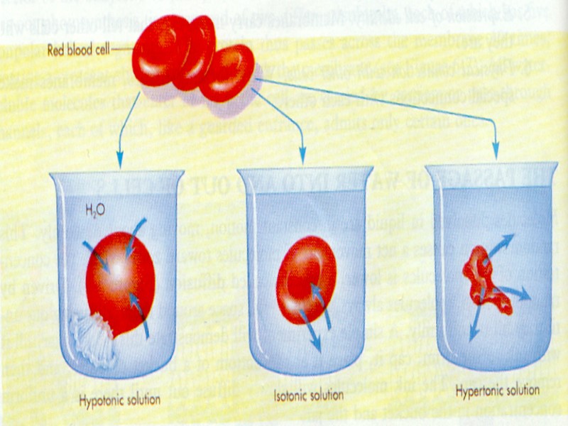 The Transport of Materials Across the Cell membrane