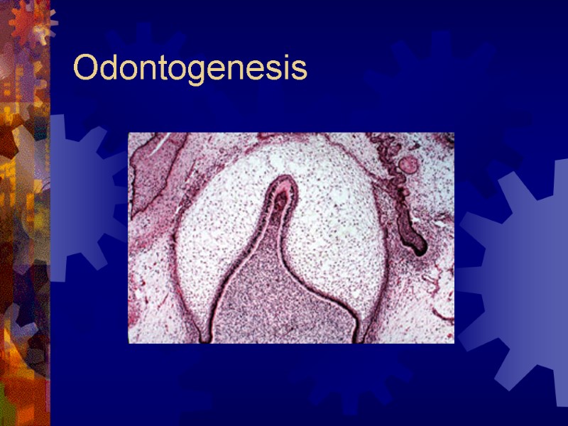 Odontogenic Cysts and Tumors Dr.Mashhor Alwrekat Introduction Variety