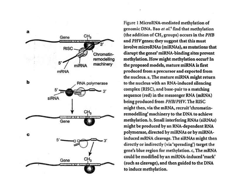 Craig Mello & Andrew Fire Нобелевская премия по