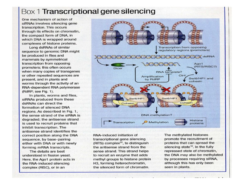 Craig Mello & Andrew Fire Нобелевская премия по