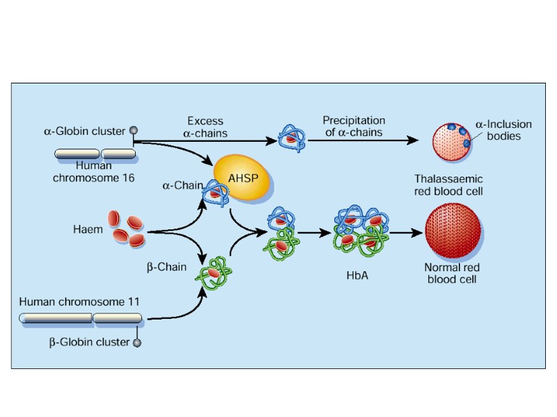 Craig Mello & Andrew Fire Нобелевская премия по