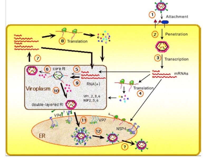 dsRNA Viruses Упрощенная классификация вирусов ssDNA dsDNA dsRNA