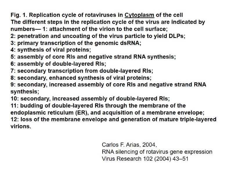 dsRNA Viruses Упрощенная классификация вирусов ssDNA dsDNA dsRNA