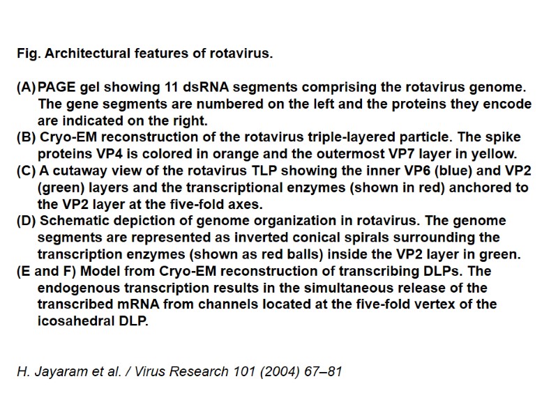 dsRNA Viruses Упрощенная классификация вирусов ssDNA dsDNA dsRNA