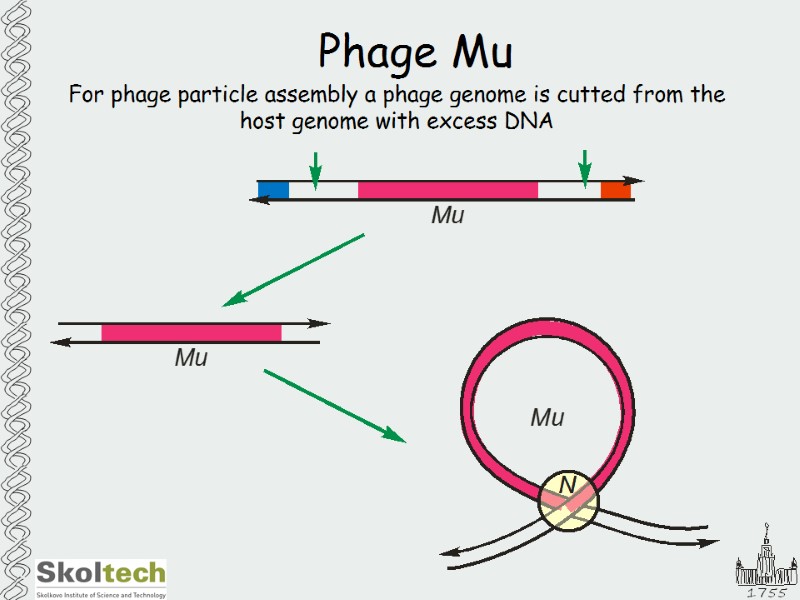 MSU & SkolTech Phage and virus replication Phage