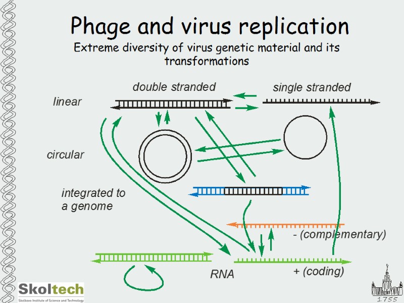MSU & SkolTech Phage and virus replication Phage