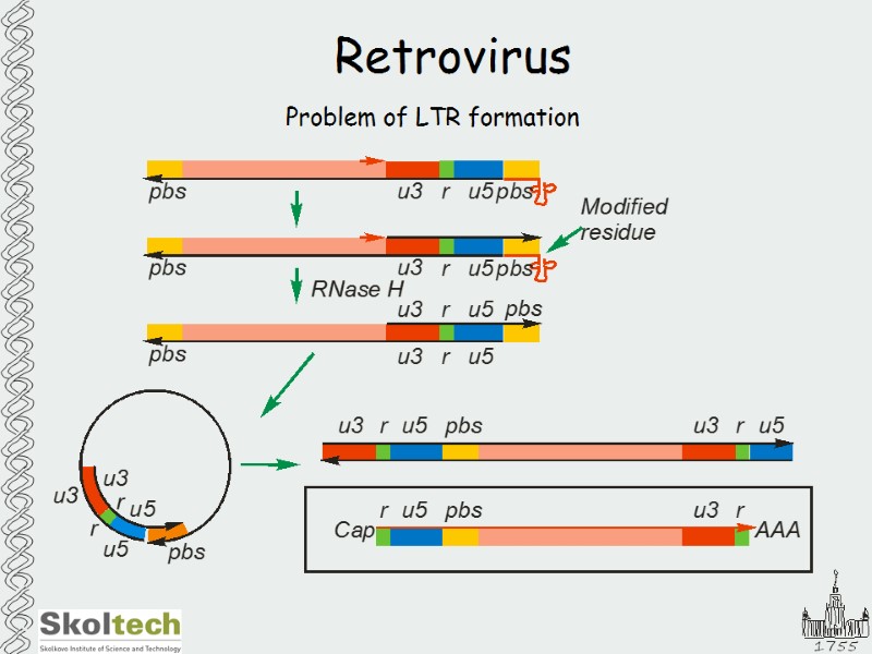 MSU & SkolTech Phage and virus replication Phage