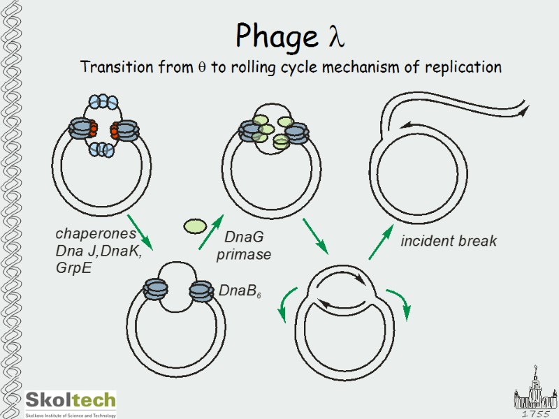MSU & SkolTech Phage and virus replication Phage