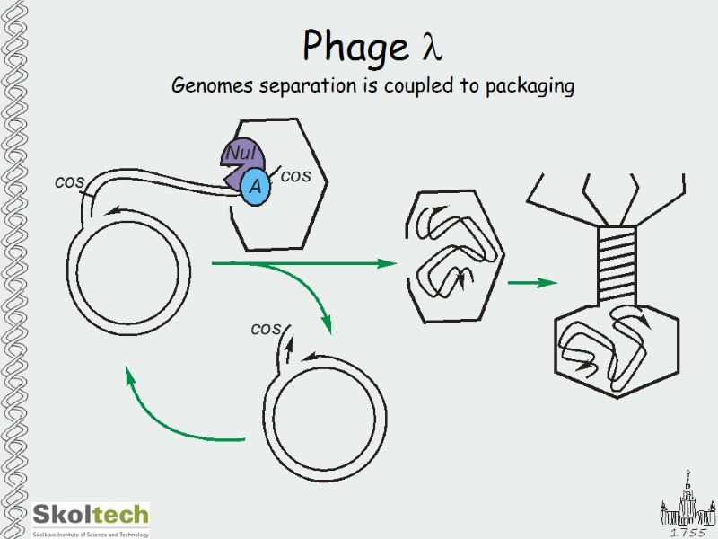 MSU & SkolTech Phage and virus replication Phage