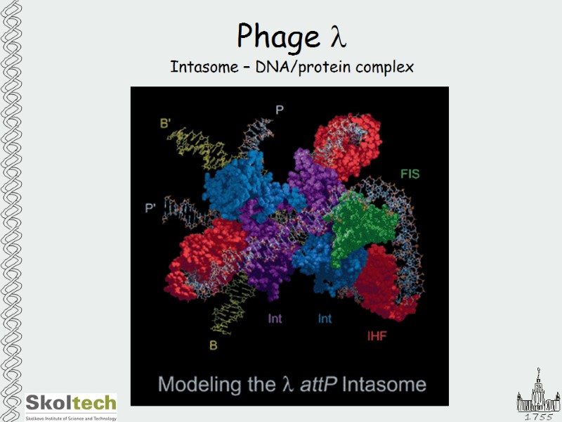 MSU & SkolTech Phage and virus replication Phage