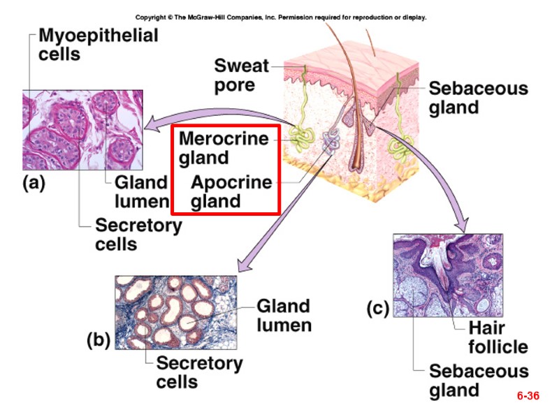 6-1 Chapter 6 The Integumentary System 6-1 6-2