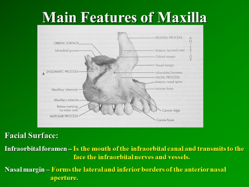 Anatomy of the Head & Neck The Facial