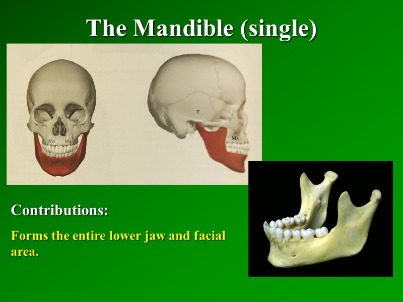 Anatomy of the Head & Neck The Facial