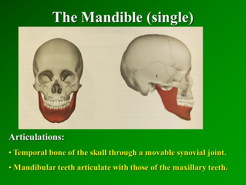 Anatomy of the Head & Neck The Facial