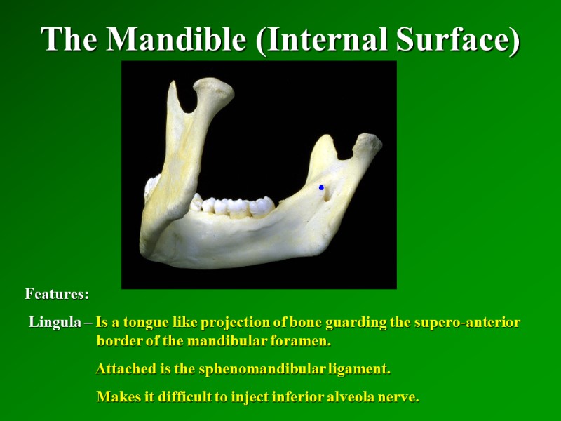 Anatomy of the Head & Neck The Facial