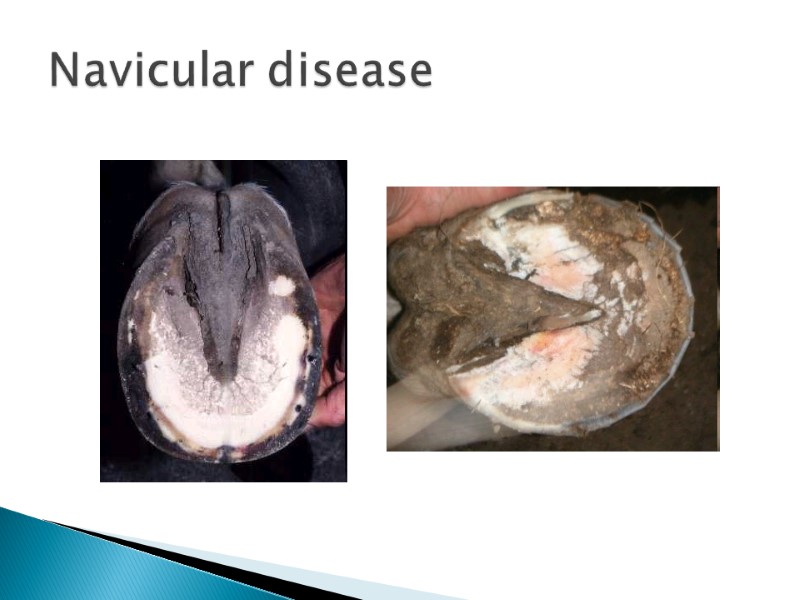 Horse foot problems and solution Is an infection