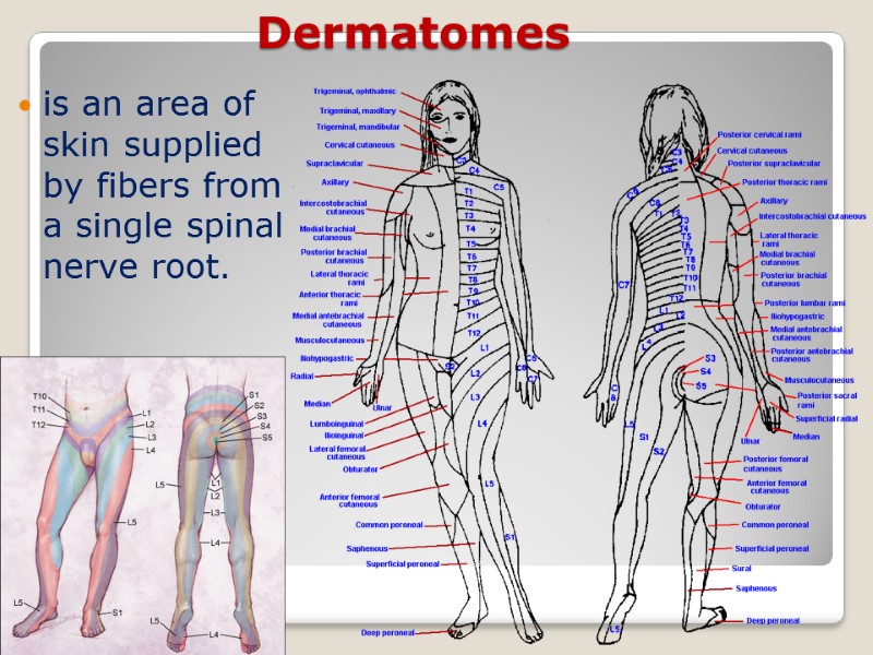 Anatomy Lecture 5 Trunk & Spine Physician Assistant