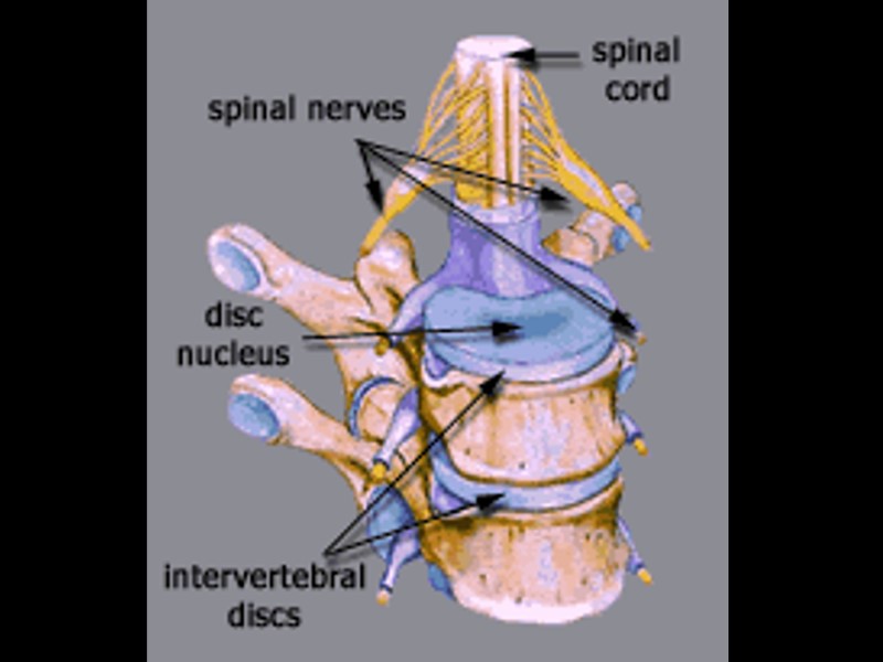 Anatomy Lecture 5 Trunk & Spine Physician Assistant