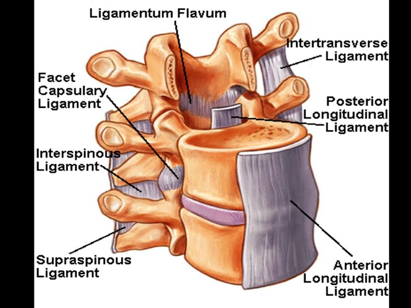 Anatomy Lecture 5 Trunk & Spine Physician Assistant