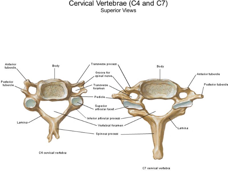 Anatomy Lecture 5 Trunk & Spine Physician Assistant