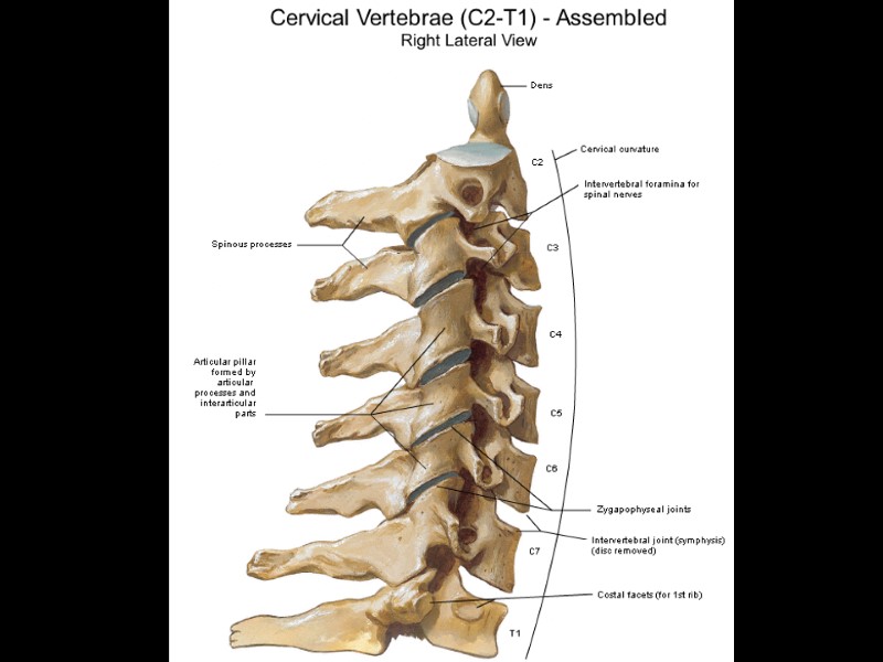 Anatomy Lecture 5 Trunk & Spine Physician Assistant