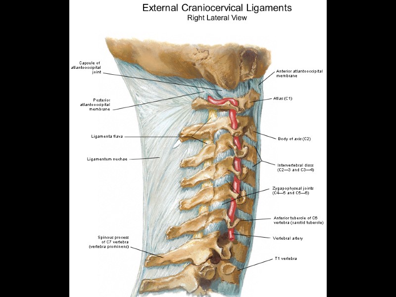 Anatomy Lecture 5 Trunk & Spine Physician Assistant