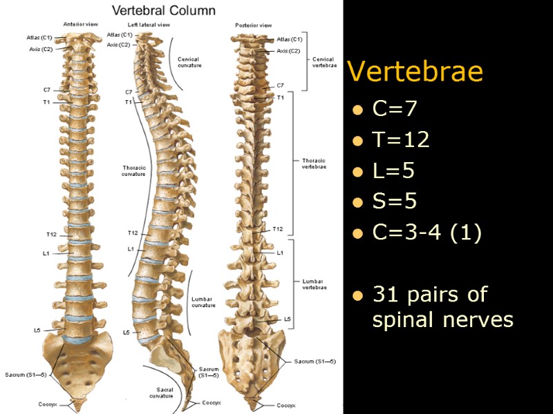 Anatomy Lecture 5 Trunk & Spine Physician Assistant