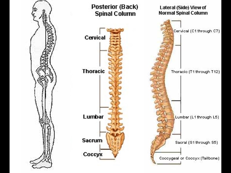 Anatomy Lecture 5 Trunk & Spine Physician Assistant