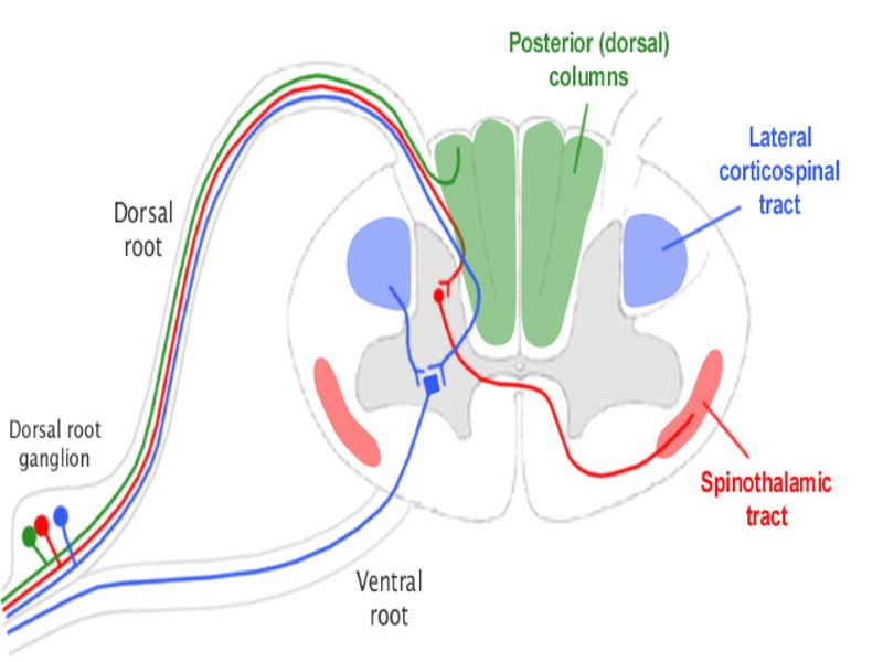 Anatomy Lecture 5 Trunk & Spine Physician Assistant