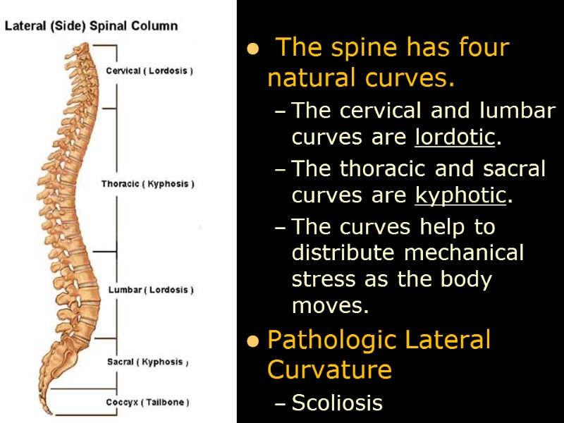Anatomy Lecture 5 Trunk & Spine Physician Assistant