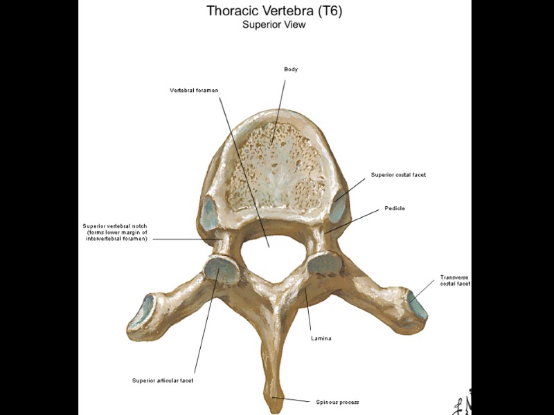 Anatomy Lecture 5 Trunk & Spine Physician Assistant