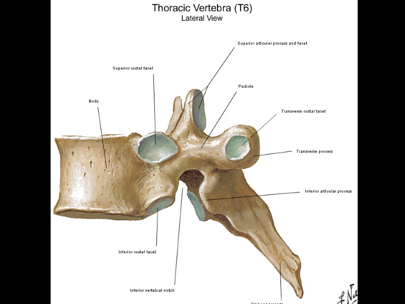 Anatomy Lecture 5 Trunk & Spine Physician Assistant