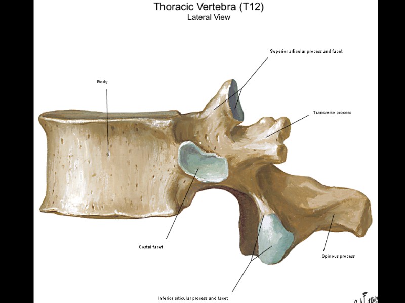 Anatomy Lecture 5 Trunk & Spine Physician Assistant