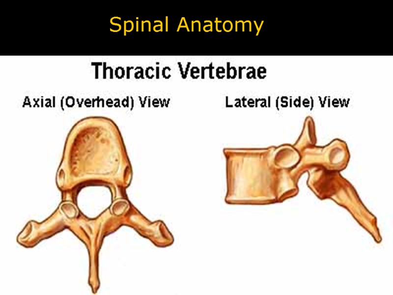 Anatomy Lecture 5 Trunk & Spine Physician Assistant