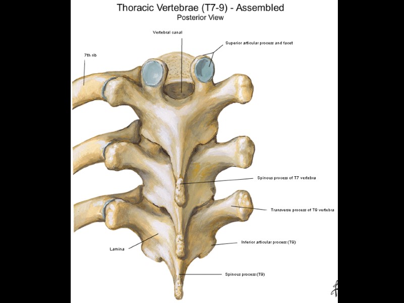 Anatomy Lecture 5 Trunk & Spine Physician Assistant