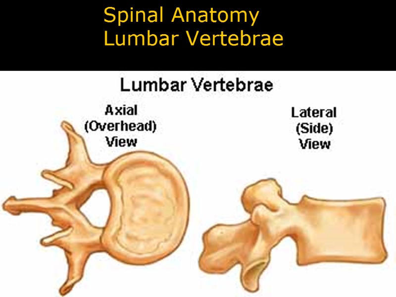 Anatomy Lecture 5 Trunk & Spine Physician Assistant