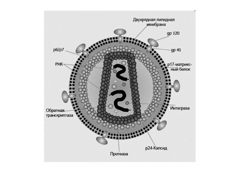HIV Structure The “Enemy” HIV Structure SIV HIV