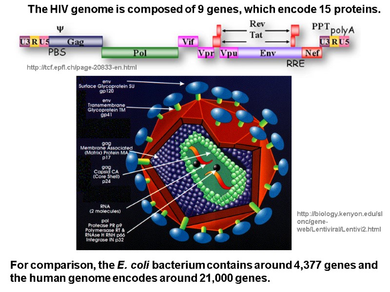 HIV Structure The “Enemy” HIV Structure SIV HIV