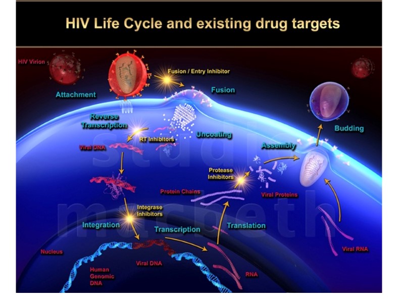 HIV Structure The “Enemy” HIV Structure SIV HIV