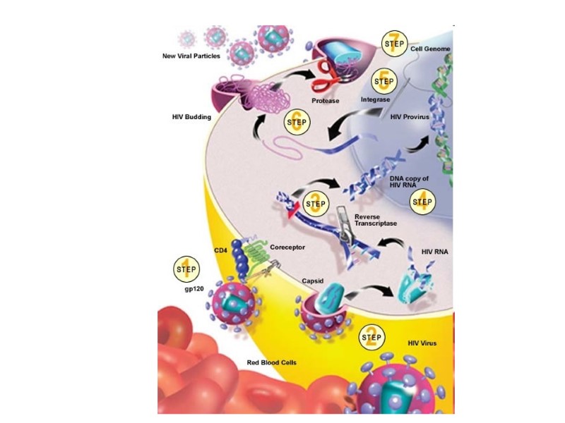 HIV Structure The “Enemy” HIV Structure SIV HIV