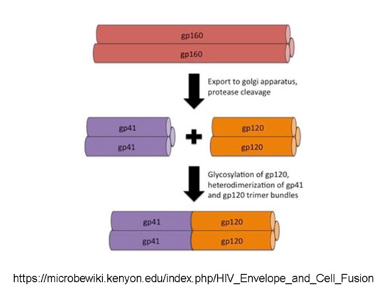 HIV Structure The “Enemy” HIV Structure SIV HIV