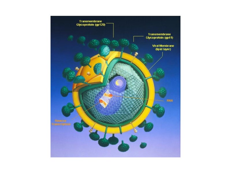 HIV Structure The “Enemy” HIV Structure SIV HIV