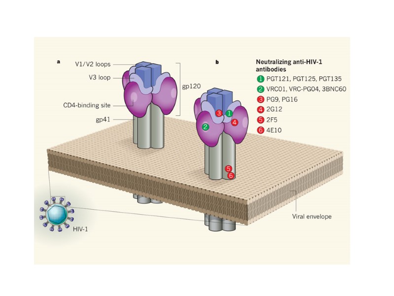 HIV Structure The “Enemy” HIV Structure SIV HIV