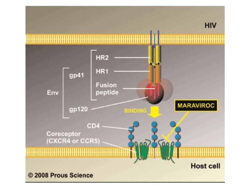 HIV Structure The “Enemy” HIV Structure SIV HIV
